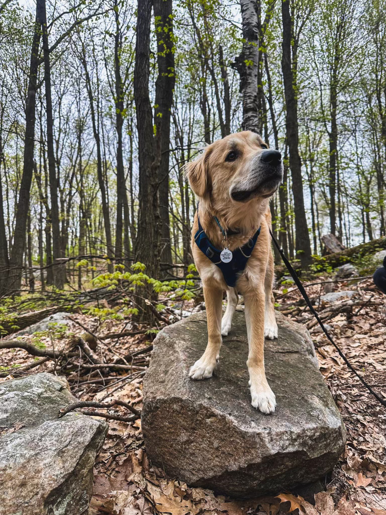 Planning Your Visit to Rib Mountain State Park - Courtney & Mike